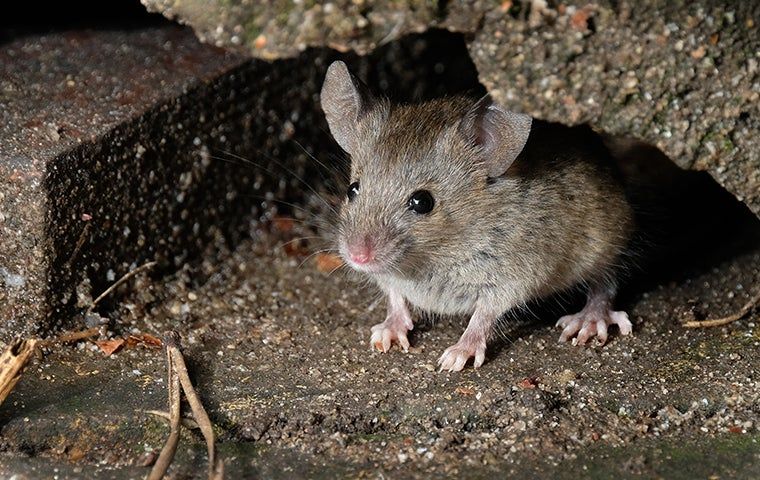 What It Takes To Get Rid Of A Mouse Infestation In Your Spring Home ...