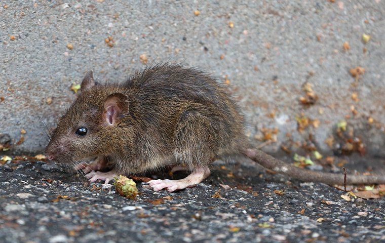 The Impact Of Food Storage On Rat Infestations In Cedar Park: Best ...