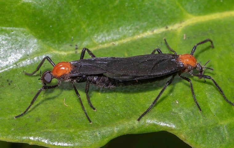 Why Are There So Many Love Bugs? | Green Pest Guys