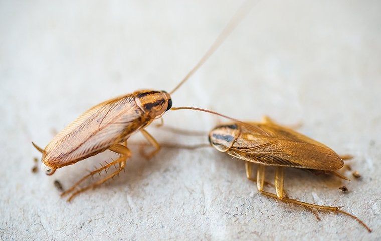 Which Roach Is Which? A Cockroach ID Guide | Green Pest Guys